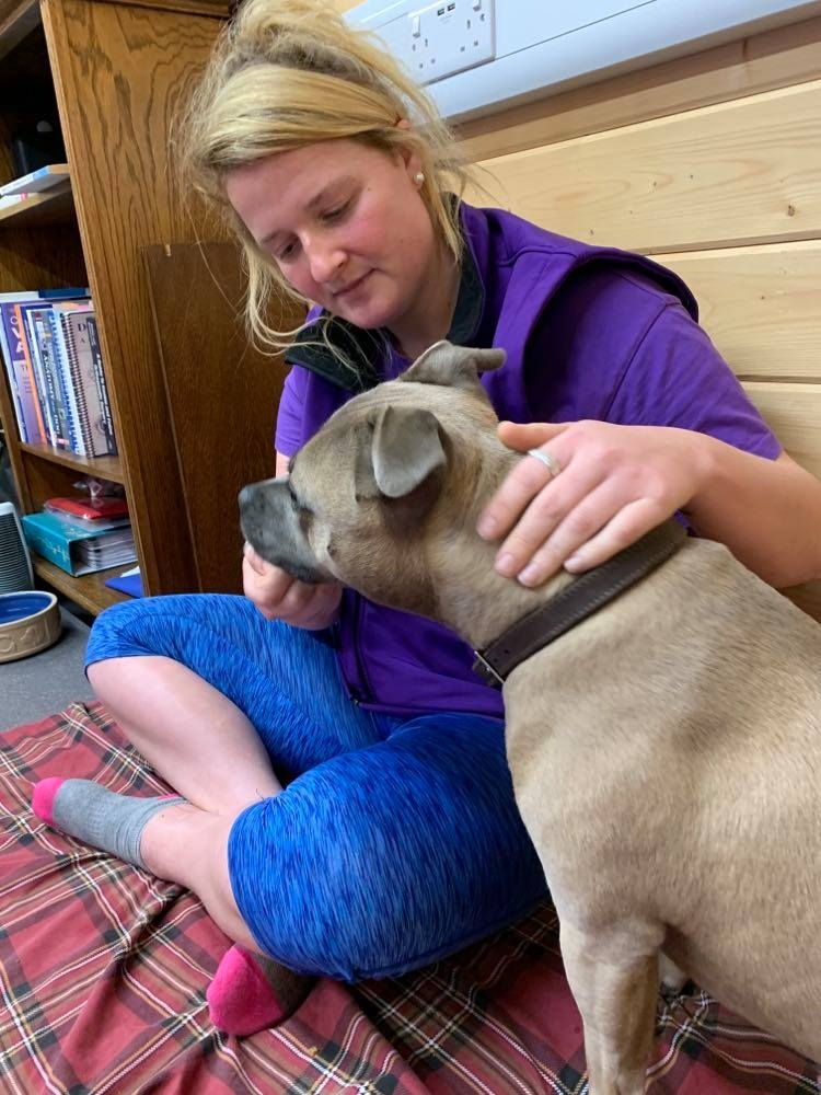 Gallery - Kent Canine Therapy