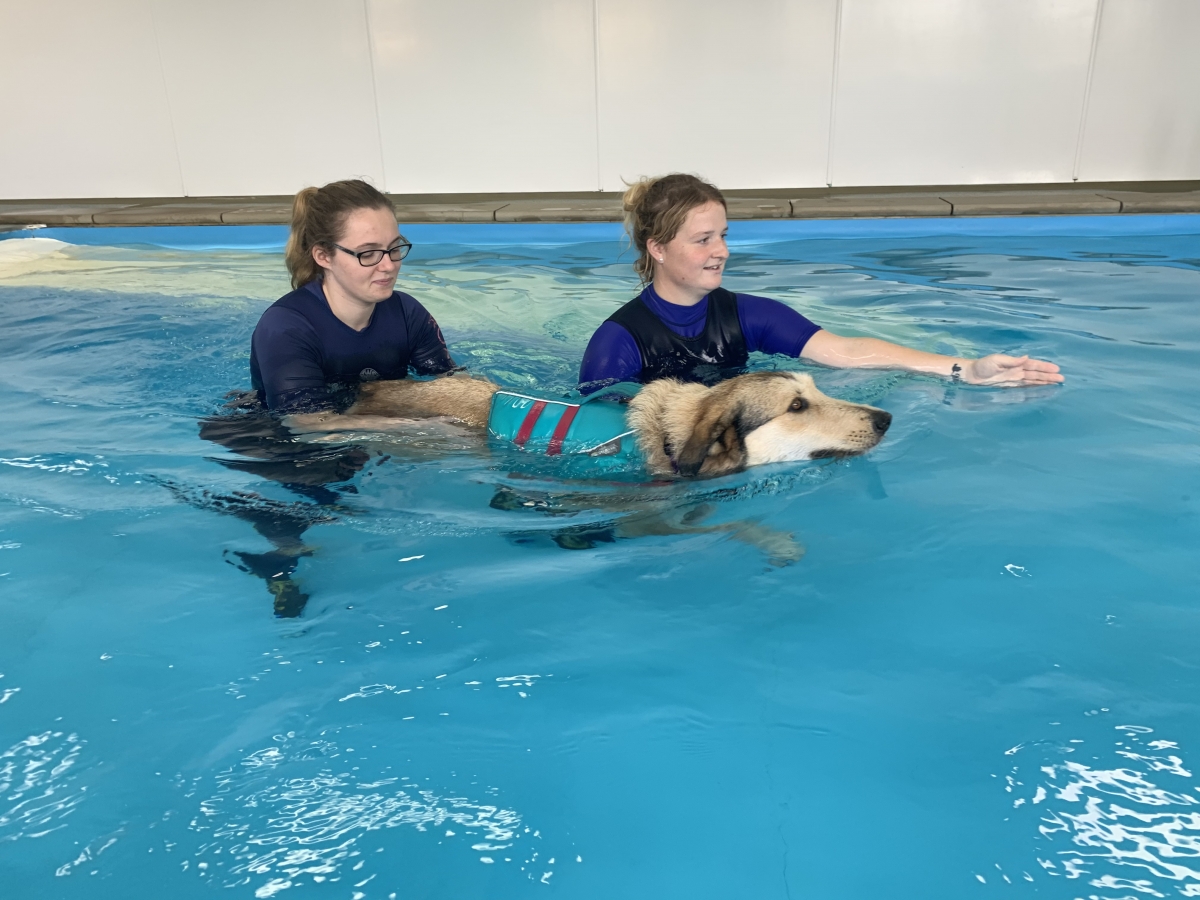 Gallery - Kent Canine Therapy